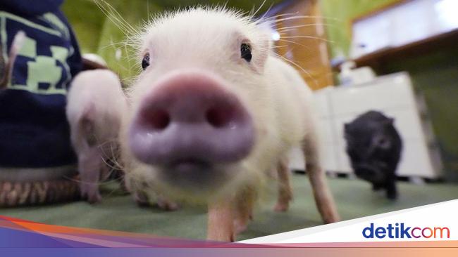 Kenapa Babi Haram dalam Islam? Ini Alasan dan Asal-usulnya Kenapa Babi Haram dalam Islam? Ini Alasan dan Asal-usulnya