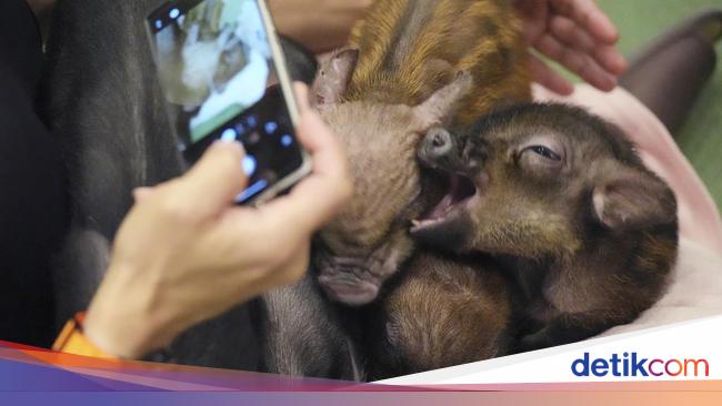 Unik, Kafe di Tokyo Hadirkan Babi-babi Mini untuk Teman Nongkrong