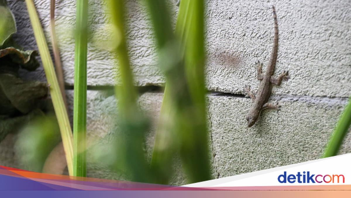 10 Cara Mengusir Cicak dari Rumah yang Ampuh, Tanpa Menyentuh dan Menyakiti
