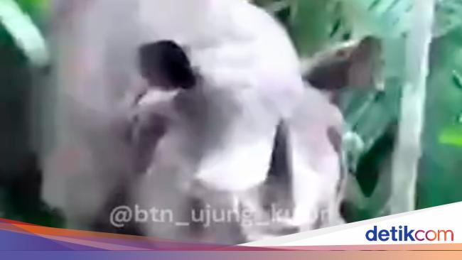 Kabar 26 Badak Jawa Mati Baru Diketahui dari Pengakuan Pemburu