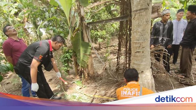 Jatuh dari Pohon Kelapa Setinggi 15 Meter, Lansia di Jembrana Tewas