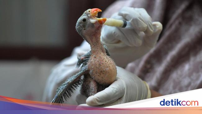 Melihat Perawatan Burung Endemik Pulau Enggano