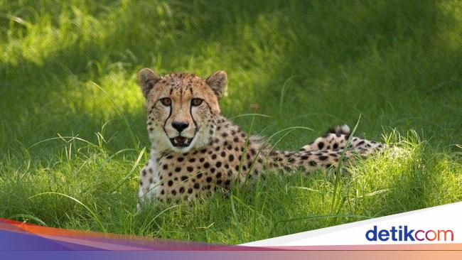 Apa Perbedaan Binatang, Hewan, Fauna, dan Satwa? Penjelasan dan Contohnya