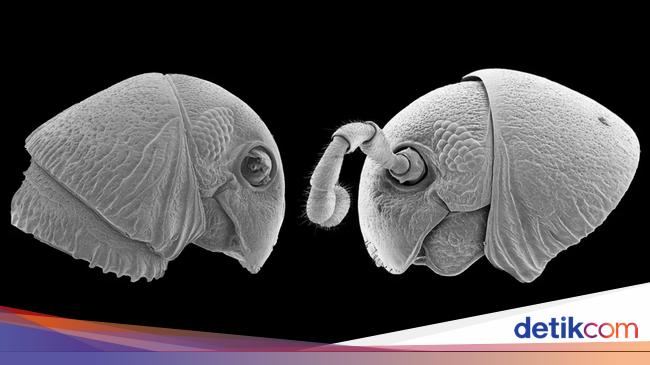 Hewan Spesies Baru Ditemukan, Wajahnya Mirip Alien di Film Star Wars