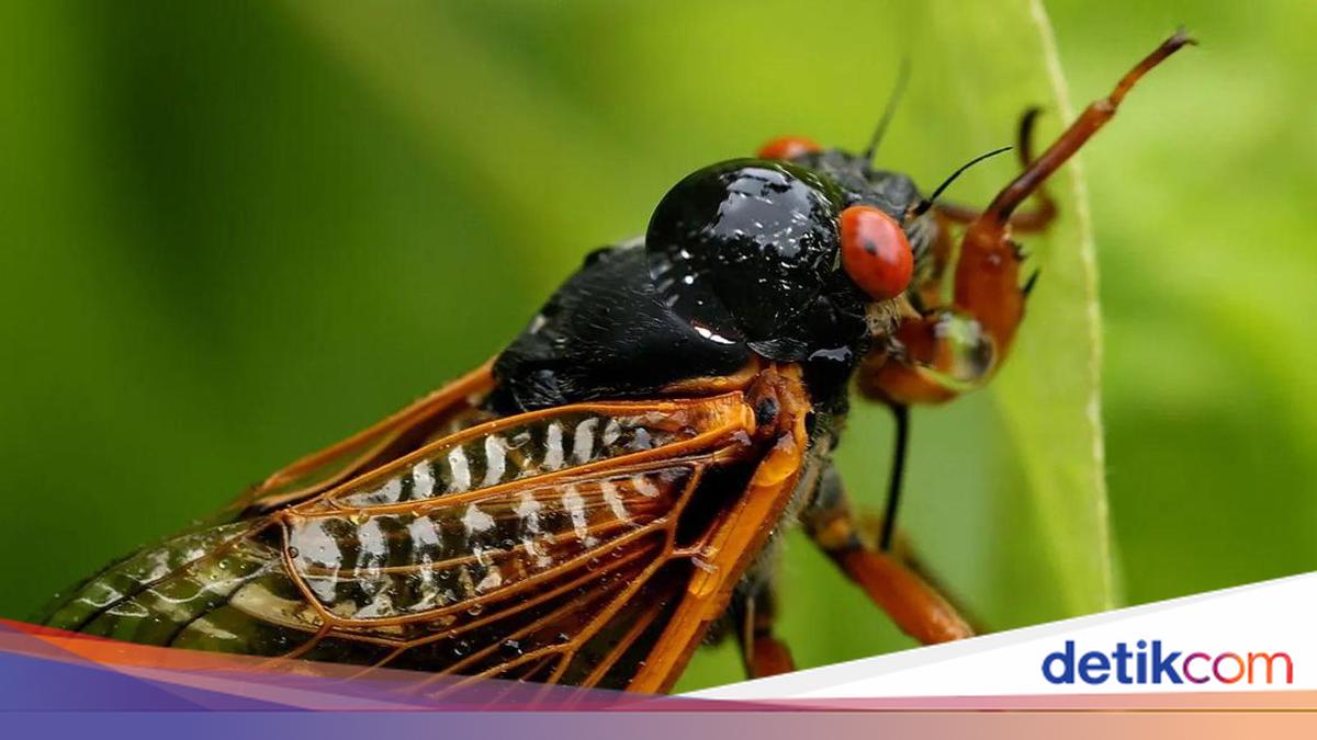 Serangga Ini Cuma Muncul Tiap 13 atau 17 Tahun Sekali, Apa Alasannya?