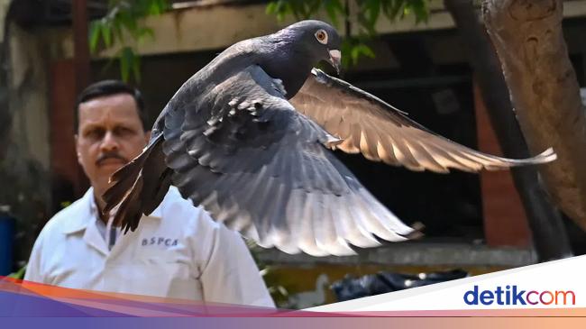 Merpati Ini Dicurigai Jadi Mata-mata China, Lalu Dibebaskan India