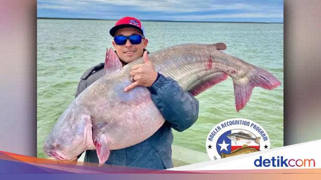 Nelayan Tangkap Lele Raksasa, Beratnya 28 Kilogram
