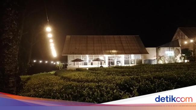 Hangat Secangkir Kopi Arabika Penahan Dingin di Gambung