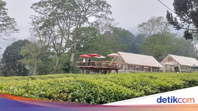 Slurpp! Di Kafe Tengah Kebun Teh Ini Ada Kopi Arabika Nikmat