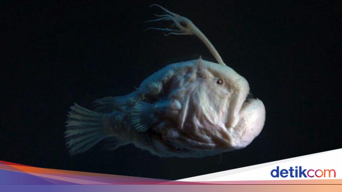 Mengapa Ikan Anglerfish Muncul ke Permukaan? Simak Penjelasannya