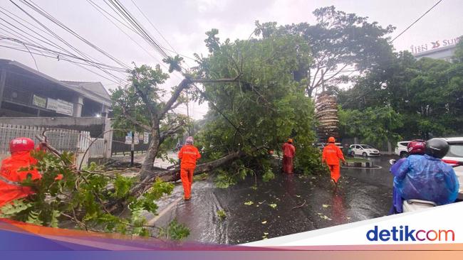 Hujan Deras Disertai Angin Kencang Tumbangkan Pohon di Langsep Malang