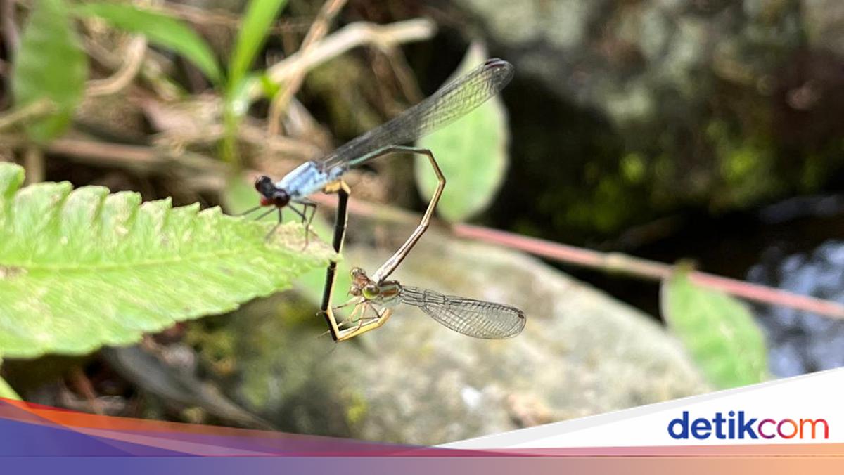 Predator Terbaik Ternyata Bukan Singa atau Macan, Serangga Kecil Ini ...
