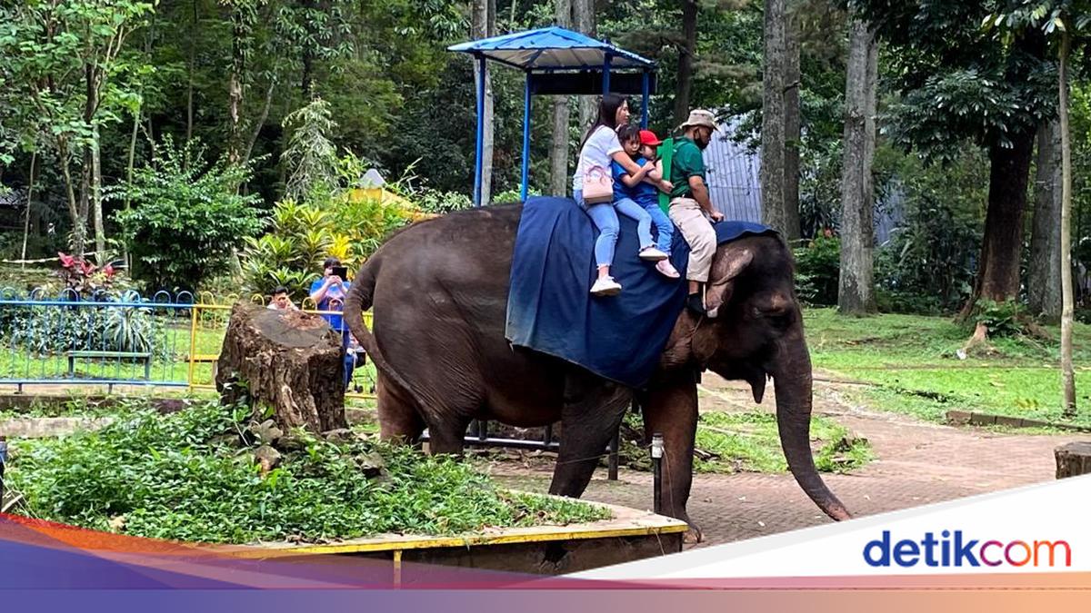 Tanggapan Farhan soal Hewan di Bandung Zoo Terindikasi Stres