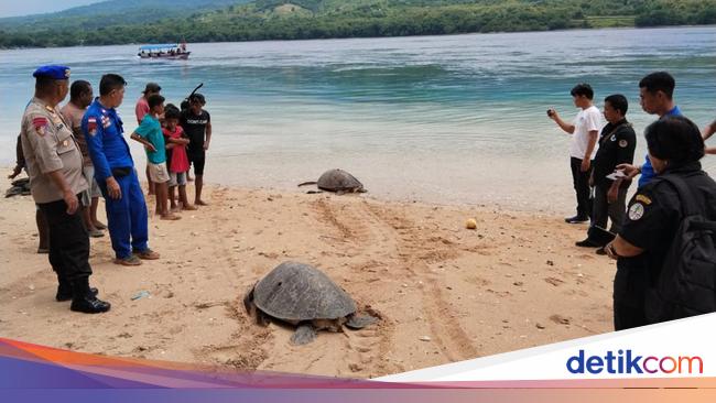 Polisi Bekuk 2 Nelayan yang Tangkap 3 Penyu Hijau di Flores Timur