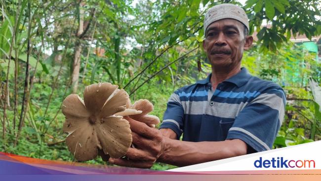 Asyiknya Tatang Berburu 'Harta Karun' di Semak-semak Kebun Ciamis