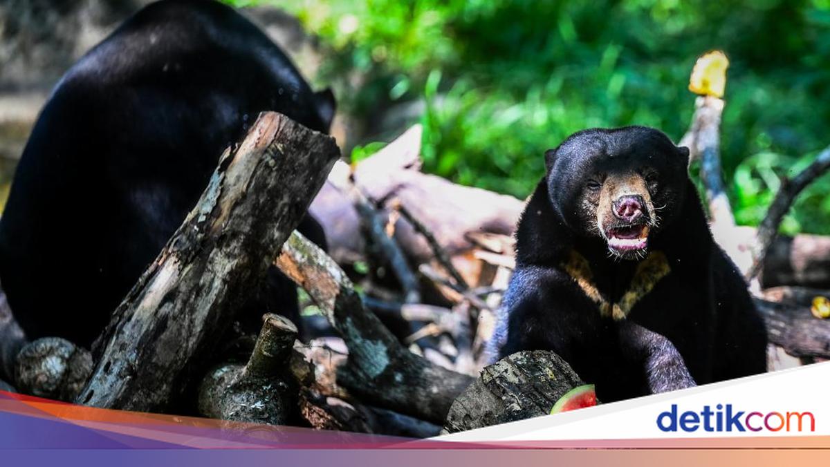Beruang Madu, Beruang Terkecil di Dunia