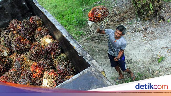 Melihat Panen Kelapa Sawit di Deli Serdang