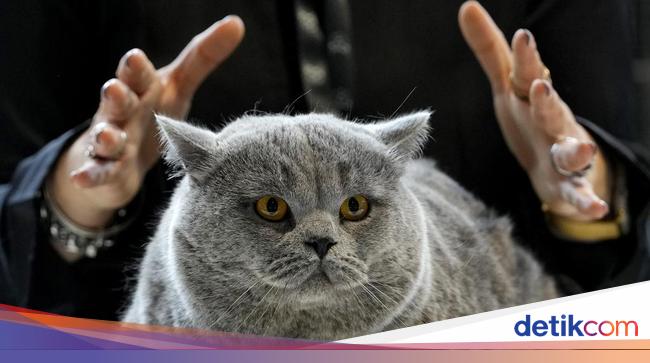 Benarkah Bau Urine Kucing Lebih Menyengat Saat Tandai Wilayah Kekuasaan?