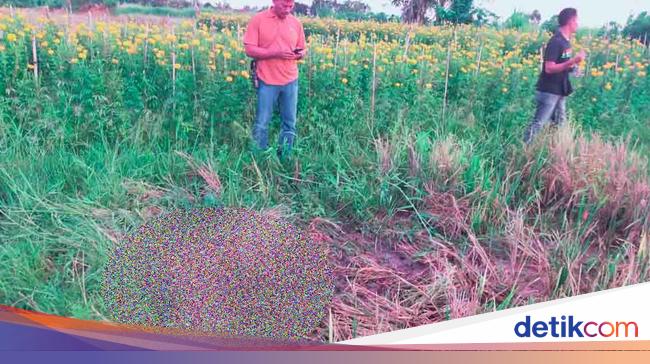 Nenek 70 Tahun Ditemukan Tewas di Tengah Sawah Jembrana Nenek 70 Tahun Ditemukan Tewas di Tengah Sawah Jembrana