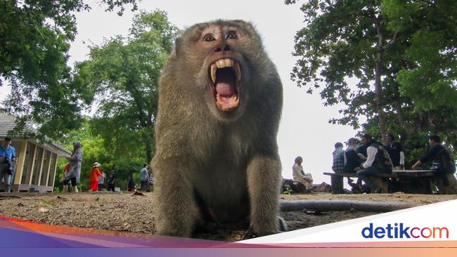 Viral Gerombolan Monyet Turun Gunung di Bandung, Pakar: Waspada Rabies