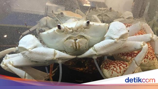 5 Fakta Crystal Crab, Kepiting Istimewa Seharga Lebih dari Rp 3 Juta!