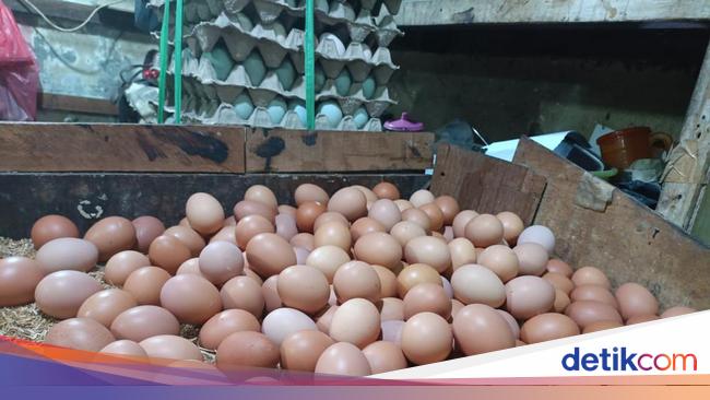 Terungkap! Ini yang Bikin Harga Telur Makin Mahal