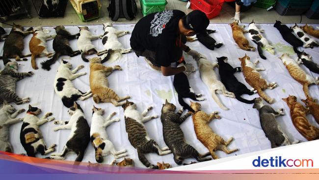 Momen Saat Ratusan Kucing Dibikin Mandul