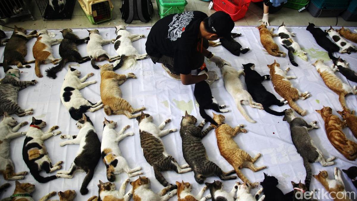 Momen Saat Ratusan Kucing Dibikin Mandul