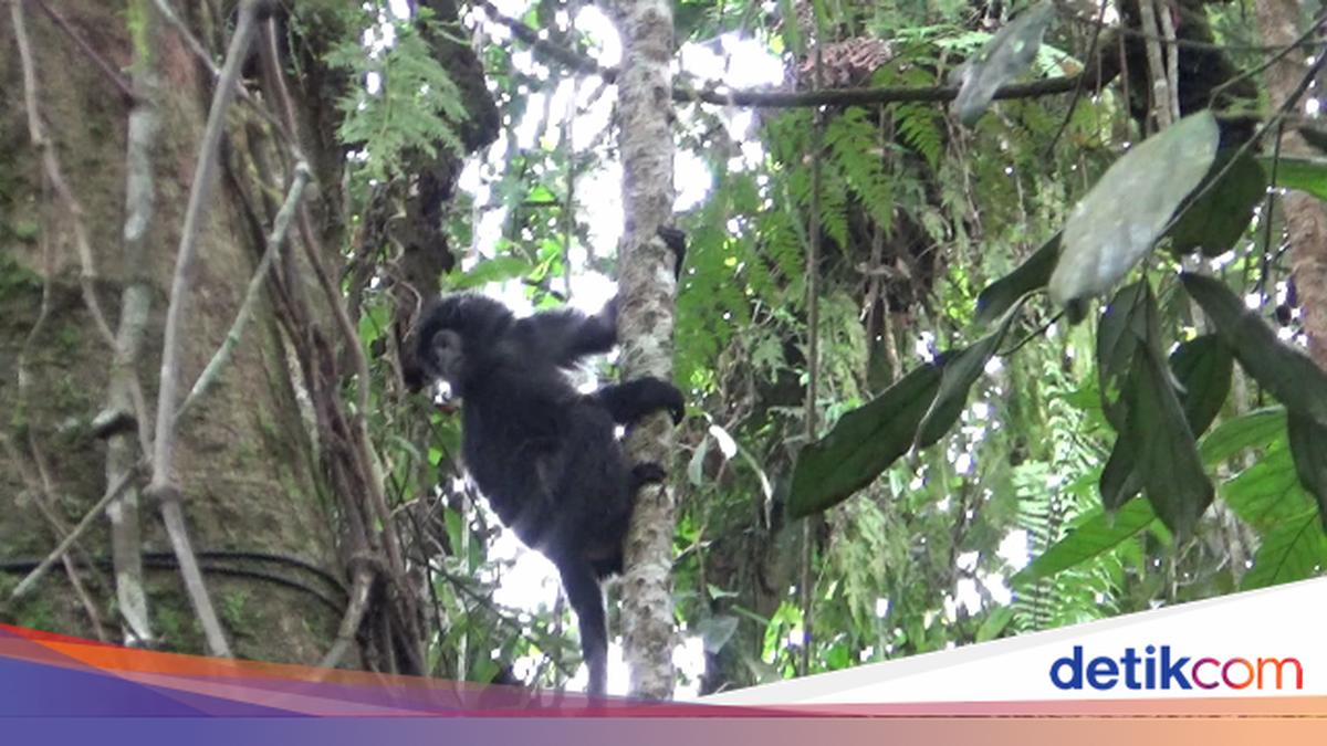 Viral Lutung Jawa Muncul di Atap Rumah Warga Depok