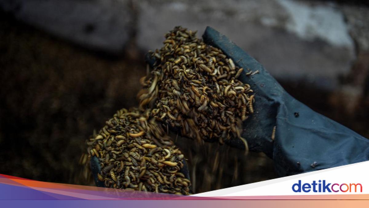Rumah Maggot Mampu Kurangi 151 Ton Sampah Organik/Hari