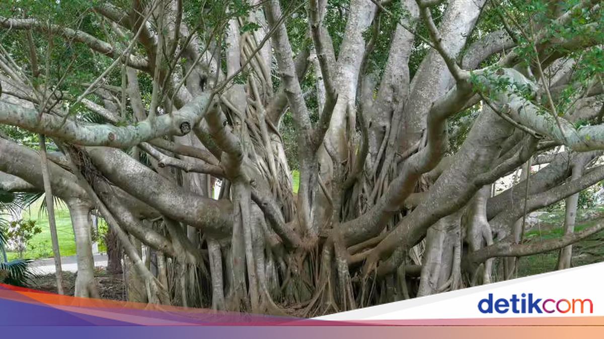 Pohon Beringin Besar di India Ini 'Berjalan' dan Hidup 250 Tahun, Kok Bisa?