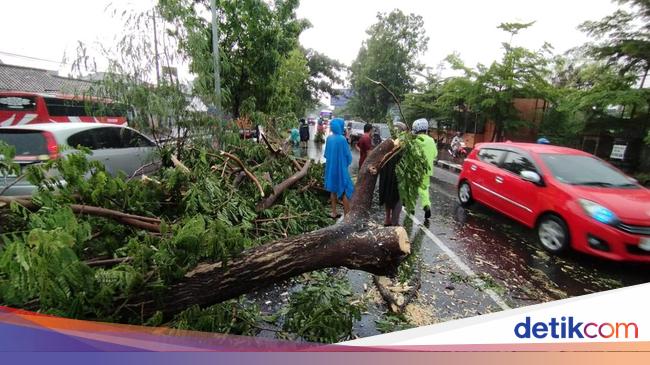 Hujan Angin di Sleman, Pohon Tumbang Melintang di Ring Road Depok