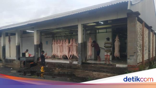 Permintaan Pemotongan Babi di RPH Denpasar Meningkat Jelang Galungan Permintaan Pemotongan Babi di RPH Denpasar Meningkat Jelang Galungan