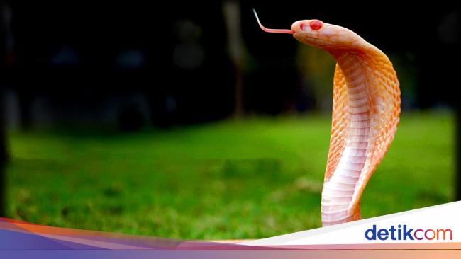 Peneliti Kembangkan Anti Bisa Ular Universal dari Antibodi Manusia