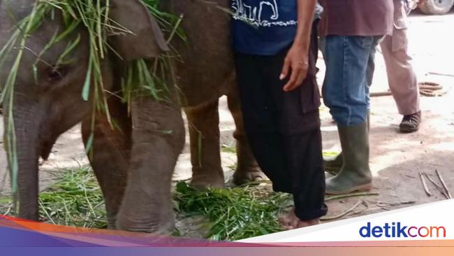 Kaki Anak Gajah di TN Way Kambas Terjerat Ranjau Pemburu Liar