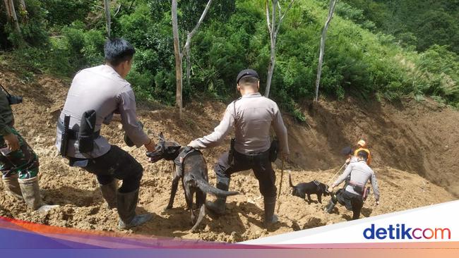 Tim SAR Kerahkan Anjing Pelacak Cari Korban Longsor di Bastem Utara Luwu