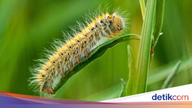 Mengapa Ulat Bulu Bikin Gatal? Ini Penyebab dan Cara Menghilangkannya