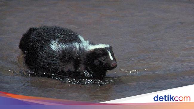 5 Fakta Menarik Sigung, Hewan dengan Cairan Tubuh Berbau Busuk