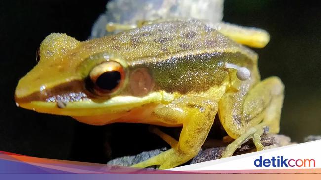Katak di India Ditumbuhi Jamur Tubuhnya