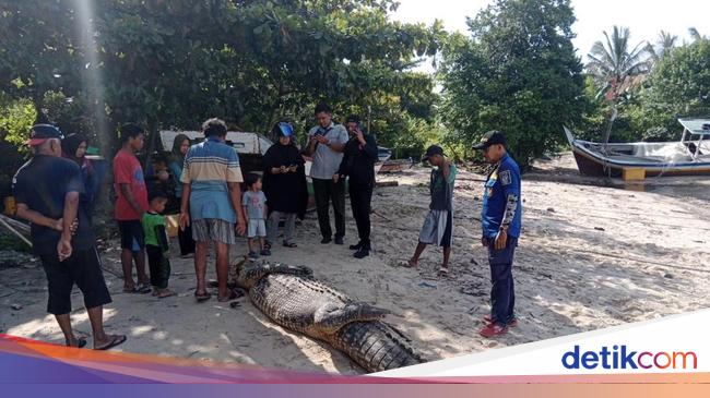 Warga di Bangka Tangkap Buaya 5 Meter, Begini Penampakannya