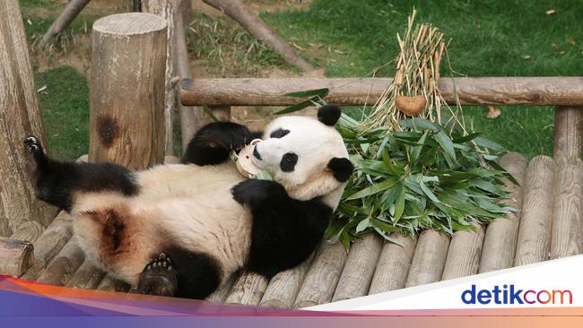 Potret Panda Fu Bao Tampil di Depan Publik untuk Pertama Kali