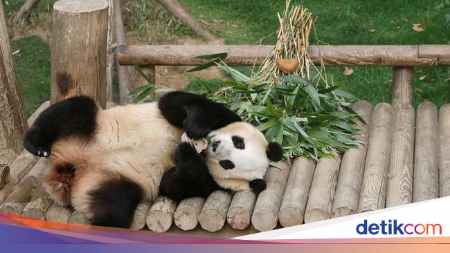 Tingkah Lucu Panda Raksasa yang Bakal Dikirim ke Tiongkok