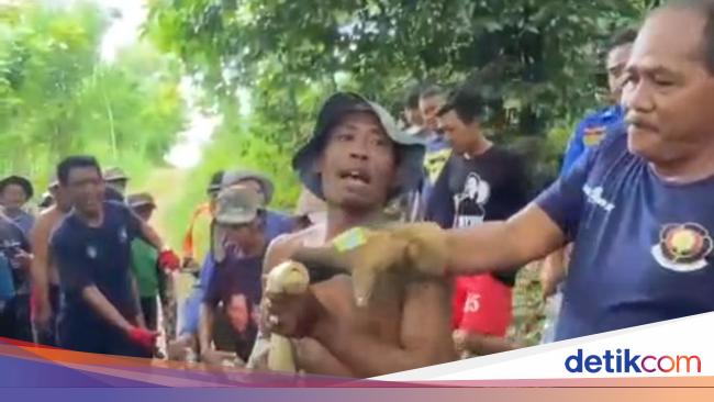 Penangkapan Dramatis Ular Piton Penghuni Pohon Jati di Gunungkidul
