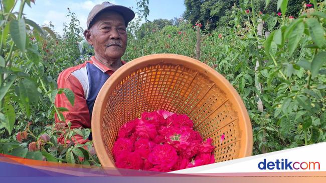 Petani Mawar di Jombang Panen Cuan Jelang Ramadan Petani Mawar di Jombang Panen Cuan Jelang Ramadan