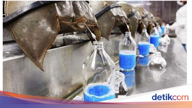 Kepiting Tapal Kuda, 'Fosil Hidup' Berdarah Biru dengan Segudang Manfaat