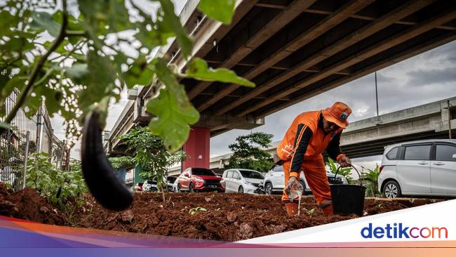 Potret Kolong Tol 'Disulap' Jadi Lahan Pangan