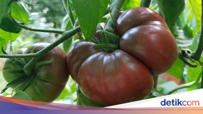 Bukan Merah, 10 Varietas Tomat Ini Berwarna Gelap Hampir Hitam
