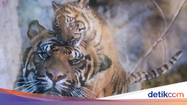 6 Kucing Paling Langka di Dunia, Dua dari Indonesia