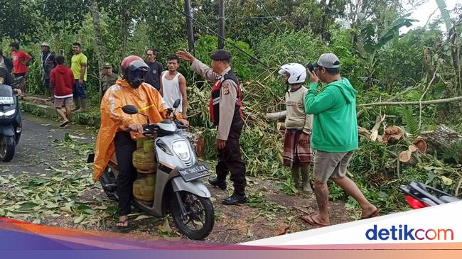 Pemotor Asal Buleleng Tewas Tertimpa Pohon di Jalan Denpasar-Kintamani