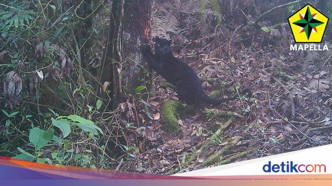 Kamera Trap Mapella Tangkap Macan Penghuni Gunung Sunda Purba